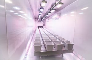 Customer Gallery - Marijuana Container Farming