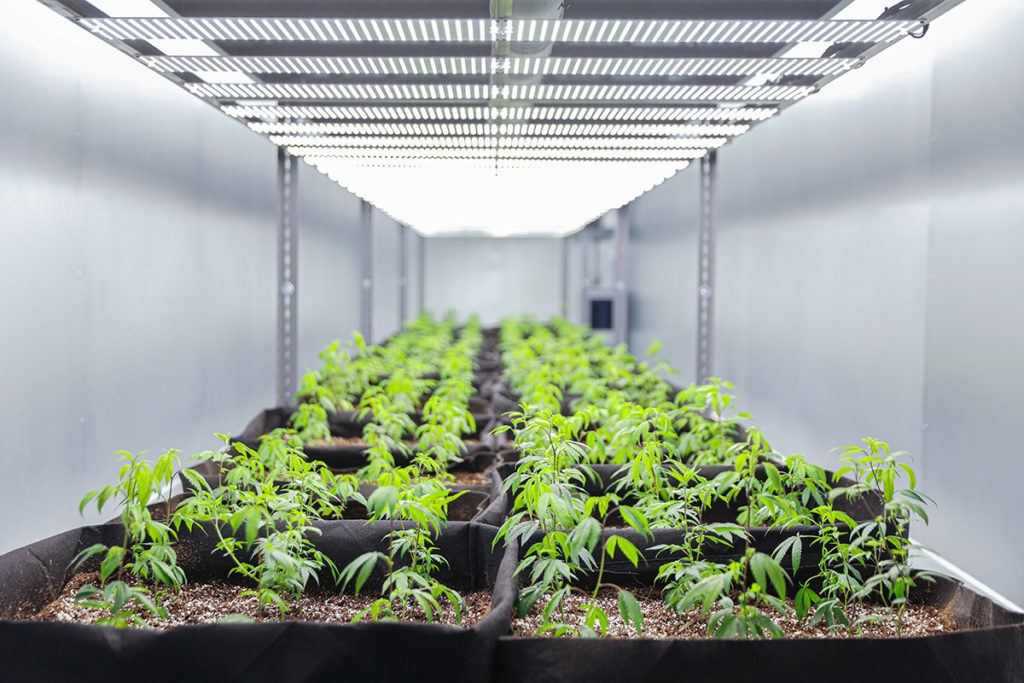 How To Avoid Pests In Modular Farms - Marijuana Container Farming