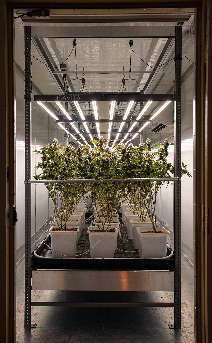 Customer Gallery - Marijuana Container Farming