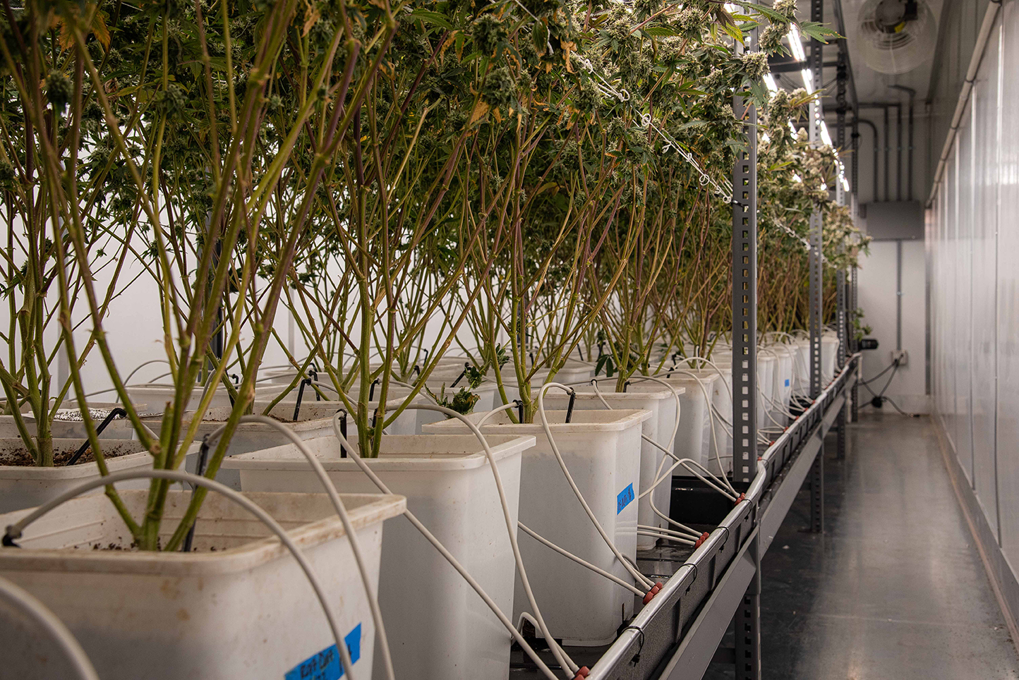 Customer Gallery - Marijuana Container Farming